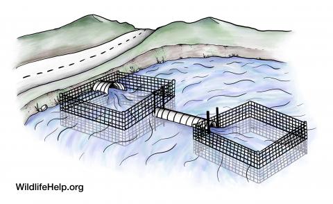 How to prevent beavers from damming culverts in Massachusetts | Beaver ...