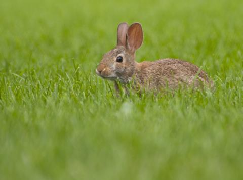 How to keep rabbits away from my garden, flowers, and trees in New ...