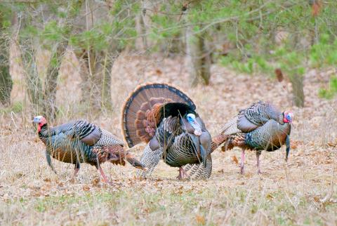 How to deal with aggressive wild turkeys in New Hampshire | Wild turkey ...