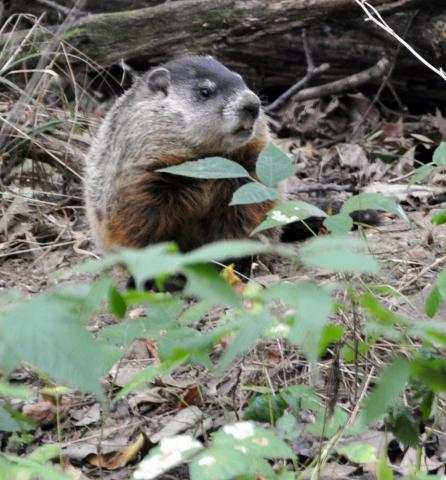 How to protect my property from woodchuck damage in New York ...